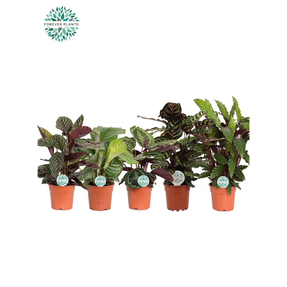 Калатея Calathea mix C17 - PRAKTIS